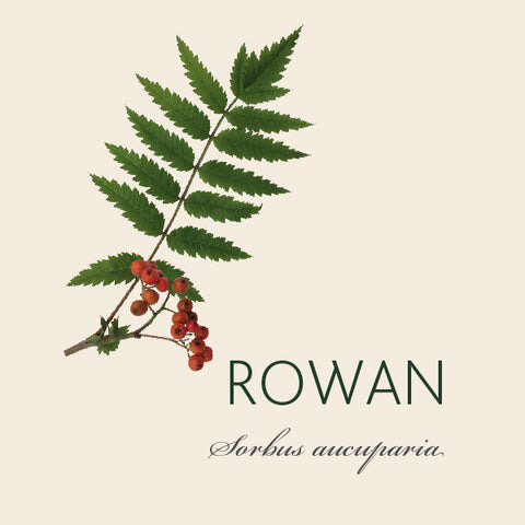 Rowan mythology and folklore