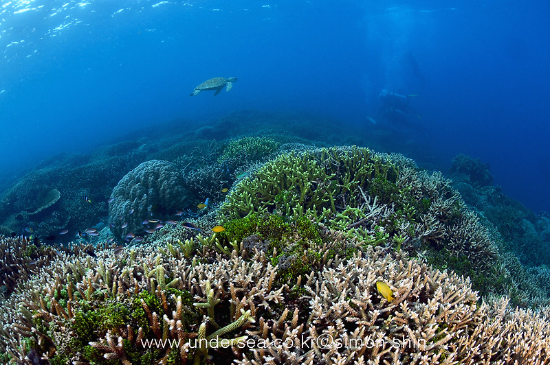 Coral garden in Mataking, Malaysia