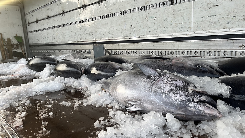 3월 14일 발송판매상품 200kg 대물 참다랑어