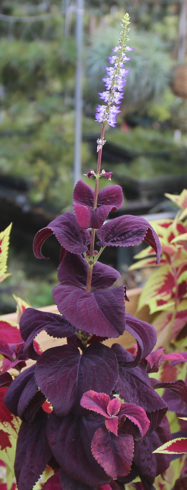 Coleus (Solenostemon) Main Street 'Beale Street' :: 닥마들