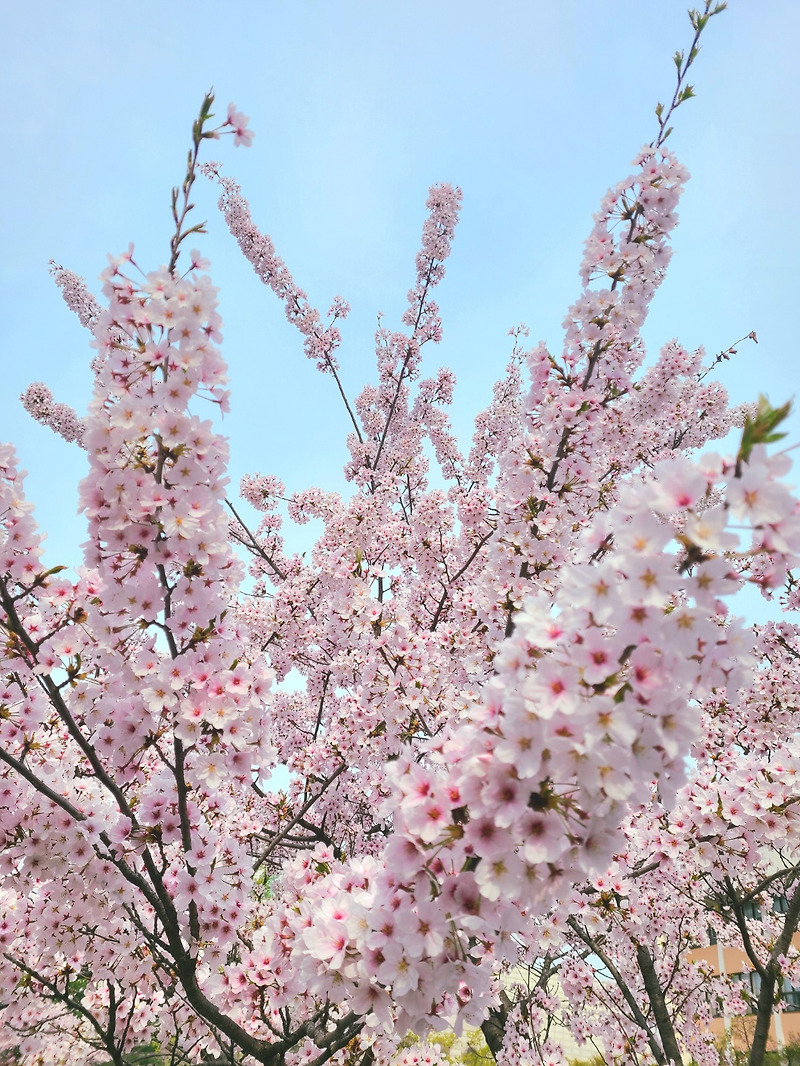 [Microsoft AI School 6기] 5/2(91일차) 정리 - MS 타운홀 미팅(5)(온라인)