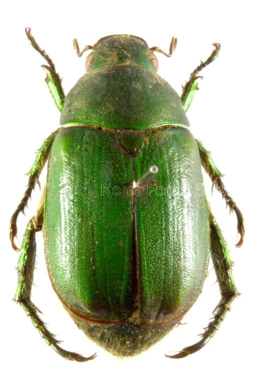 [곤충][딱정벌레목][풍뎅이과] 청동풍뎅이