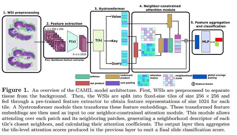 [논문 리뷰] CAMIL: Context-Aware Multiple Instance Learning for Cancer Detection and Subtyping in ...
