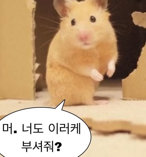 [ BAEKJOON ] 투 포인터(2018, 1940)