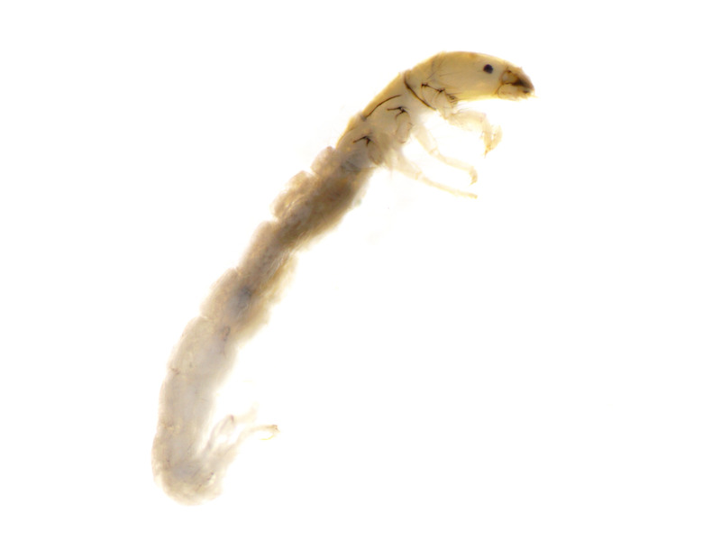 별날도래(Ecnomus tenellus) 유충