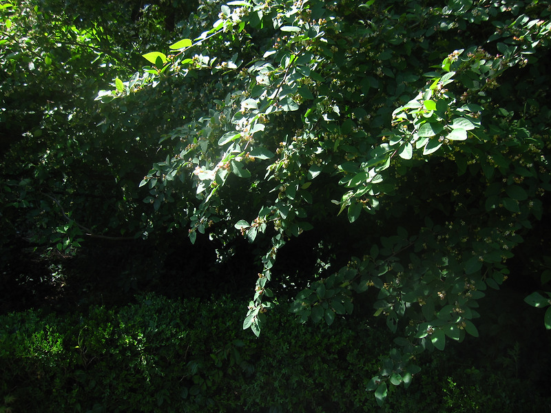 섬개야광나무 (Cotoneaster wilsonii Nakai)