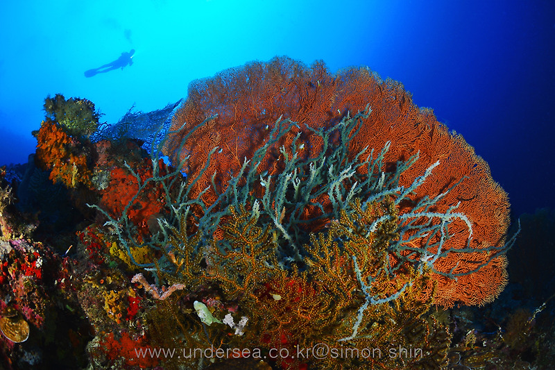 Seafan in Doljo Beach, Bohol, Philippines