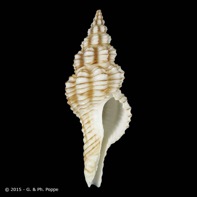 Polygona filosa