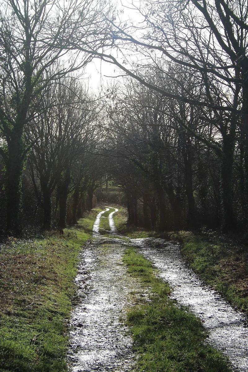 2. A Day in the Life of Tochi - The Trail