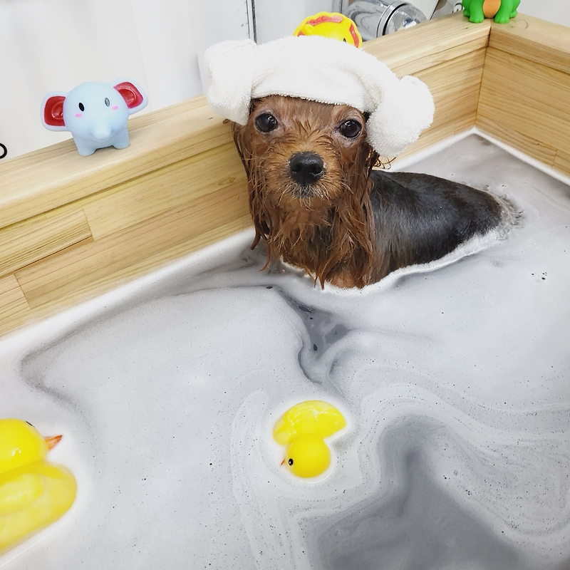 Raising a Dog with Severe Allergies: My Journey with Jamong, the 9-Year ...