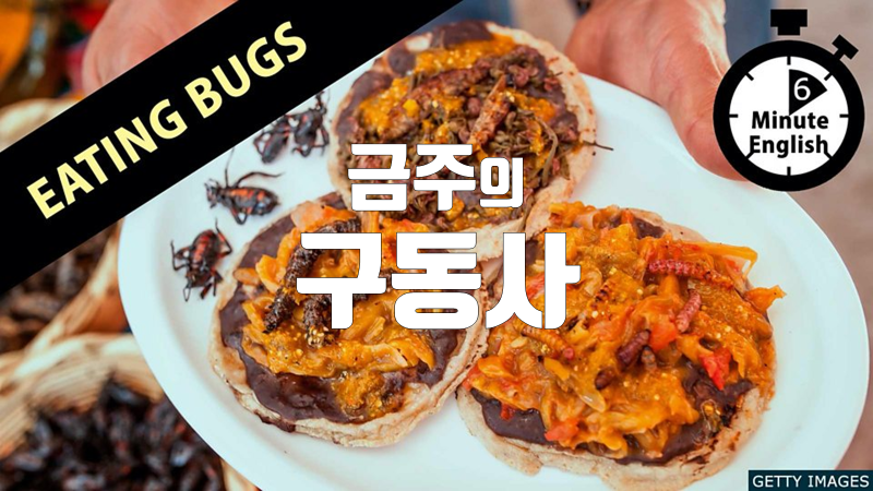 구동사(Phrasal Verb) 공부하기 - Eating bugs, 금주의 BBC Learning English