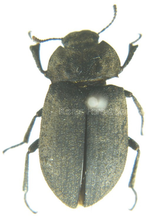 [곤충도감] 곰보모래거저리