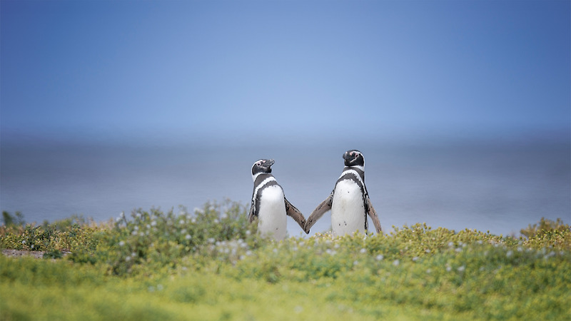 Two Magellanic penguins, Falkland Islands