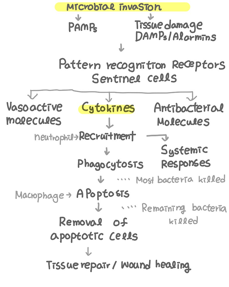 Veterinary Immunology 수의 면역학 02.선천성 면역: 항원 인지 PAMP, DAMP, PRR