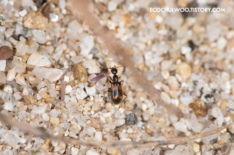 작은가슴뿔벌레 Stricticollis coreanus