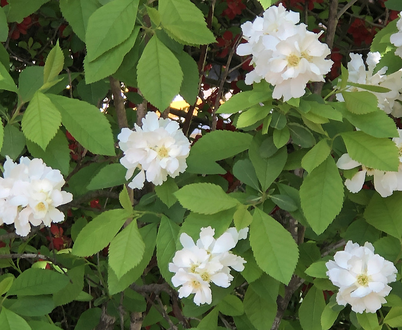 가침박달(Korean pearl bush)