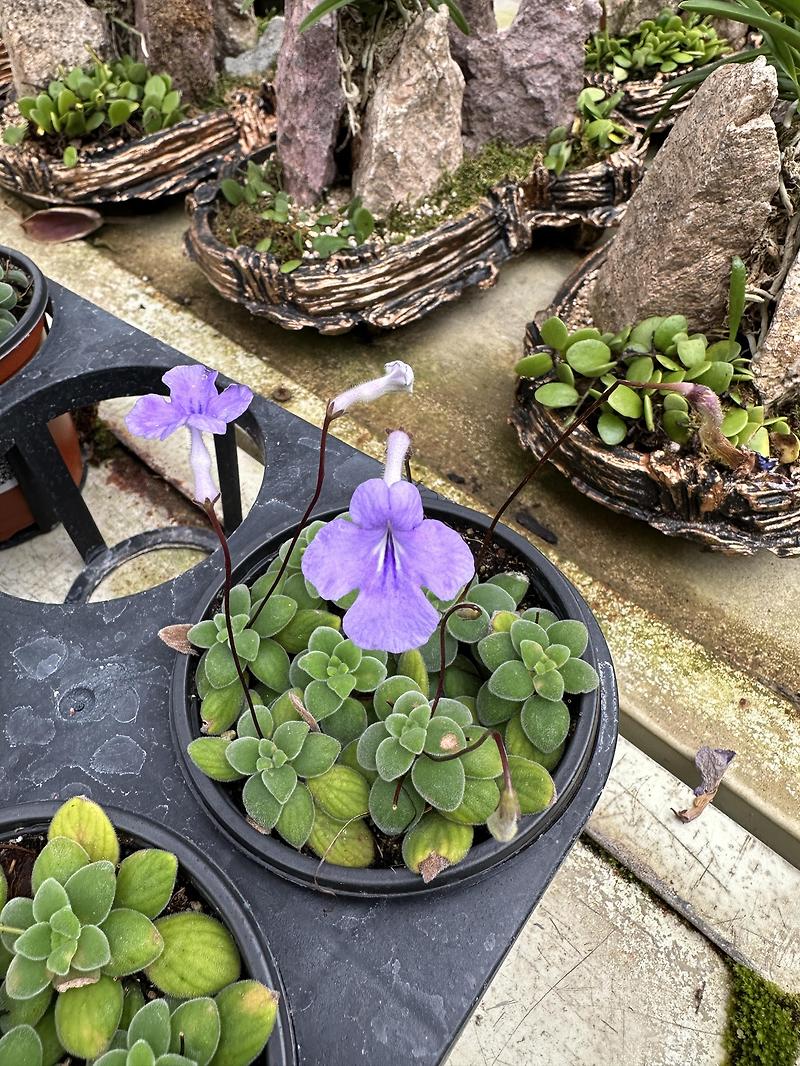 스트렙토카푸스 카울레스켄스 - 노딩 바이올렛(Streptocarpus caulescens - Nodding Violet ...