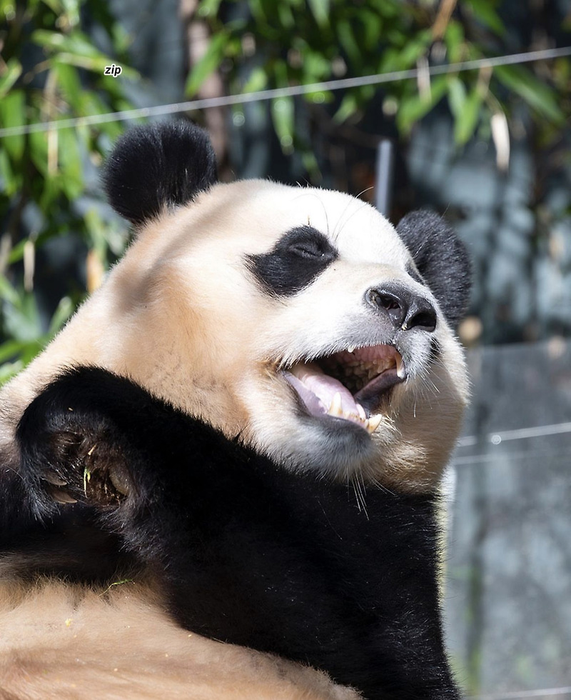 [Swift] Property, Print and Function