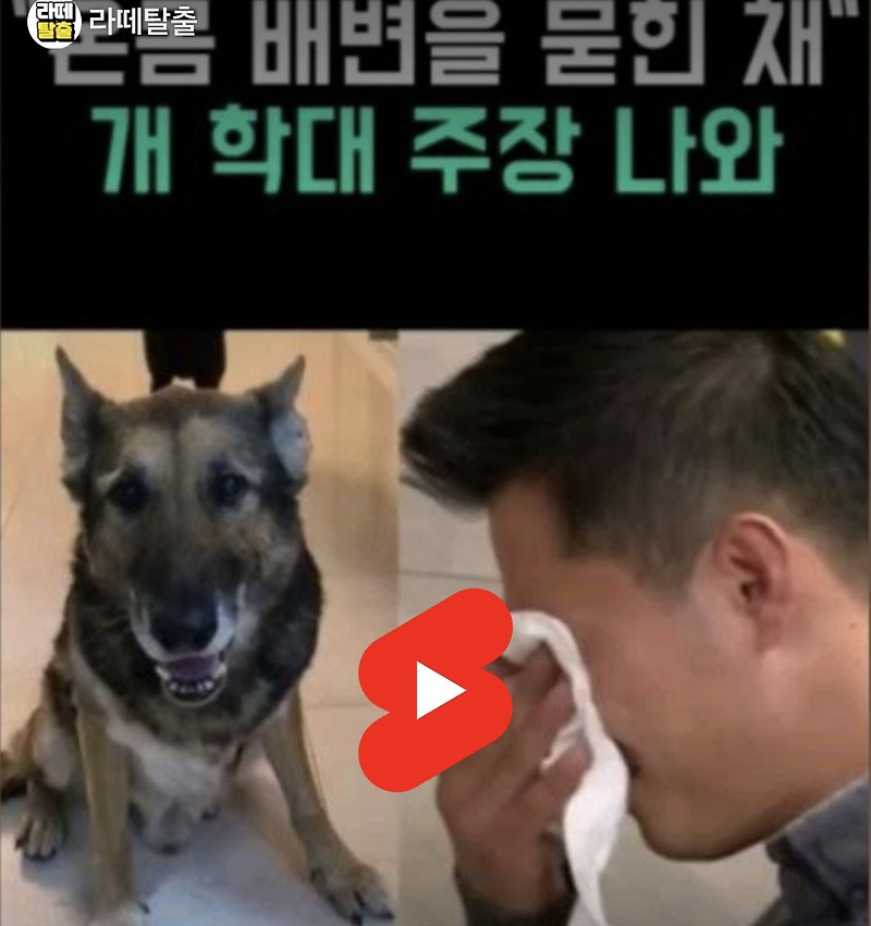Dog trainer Kang Hyung-wook's dog Leo was abused.개훈련사 강형욱의 키우던 반려견 레오 ...