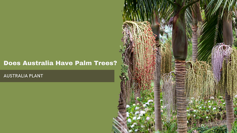 Does Australia Have Palm Trees? - The Plant Directory