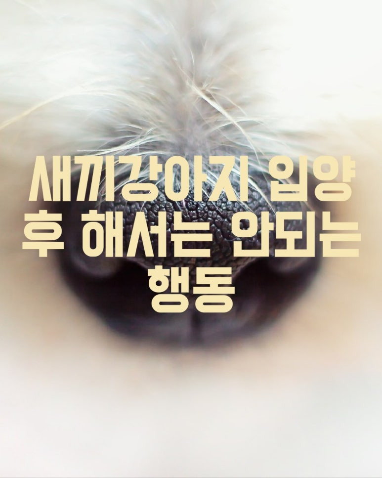 새끼강아지 입양 후에 해서는 안되는 행동