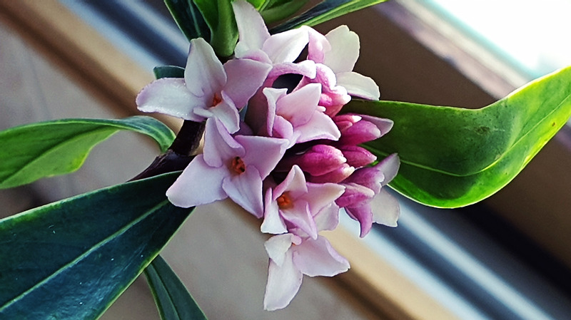 서향(瑞香, 영어: daphne odora, winter daphne 또는 fragrant daphne)