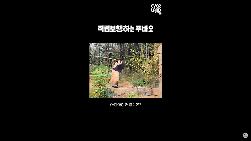 직립보행하는 푸바오.gif│#Panda #Babypanda #Fubao