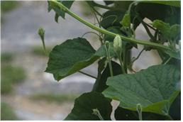 박넝쿨의 서늘함