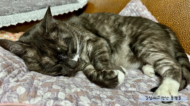 냥이_20240517