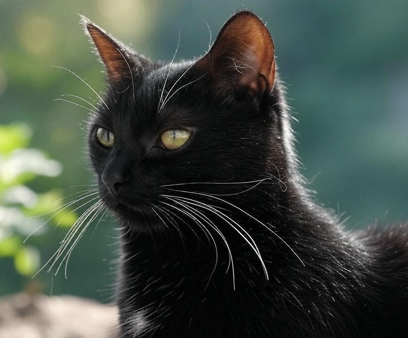 🐾 고양이에게 꼭 필요한 필수 영양소 총정리! 🐾