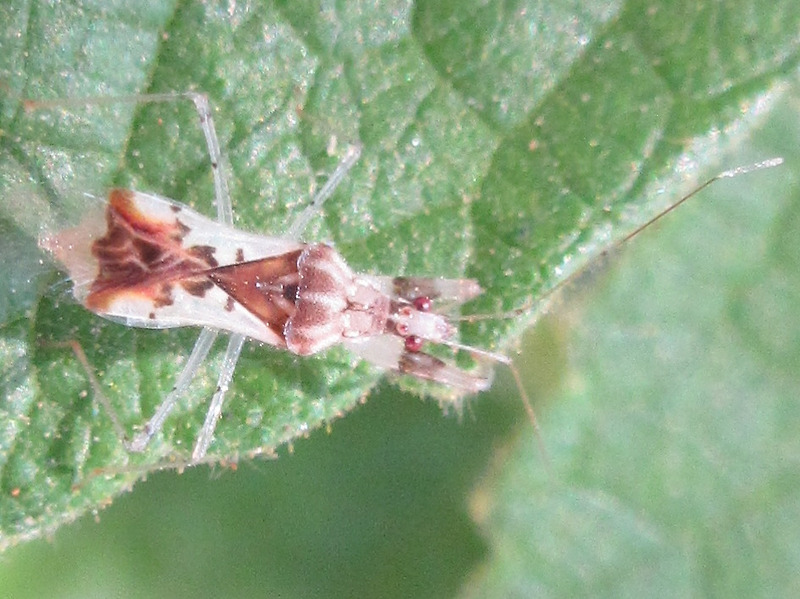 Gorpis elegans (쐐기노린재과 Family Nabidae)