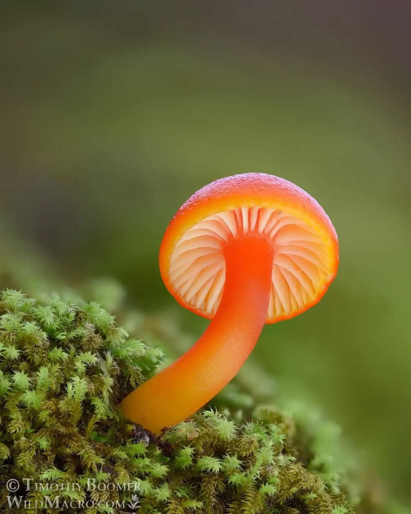 Timothy Boomer - 버섯과 곰팡이