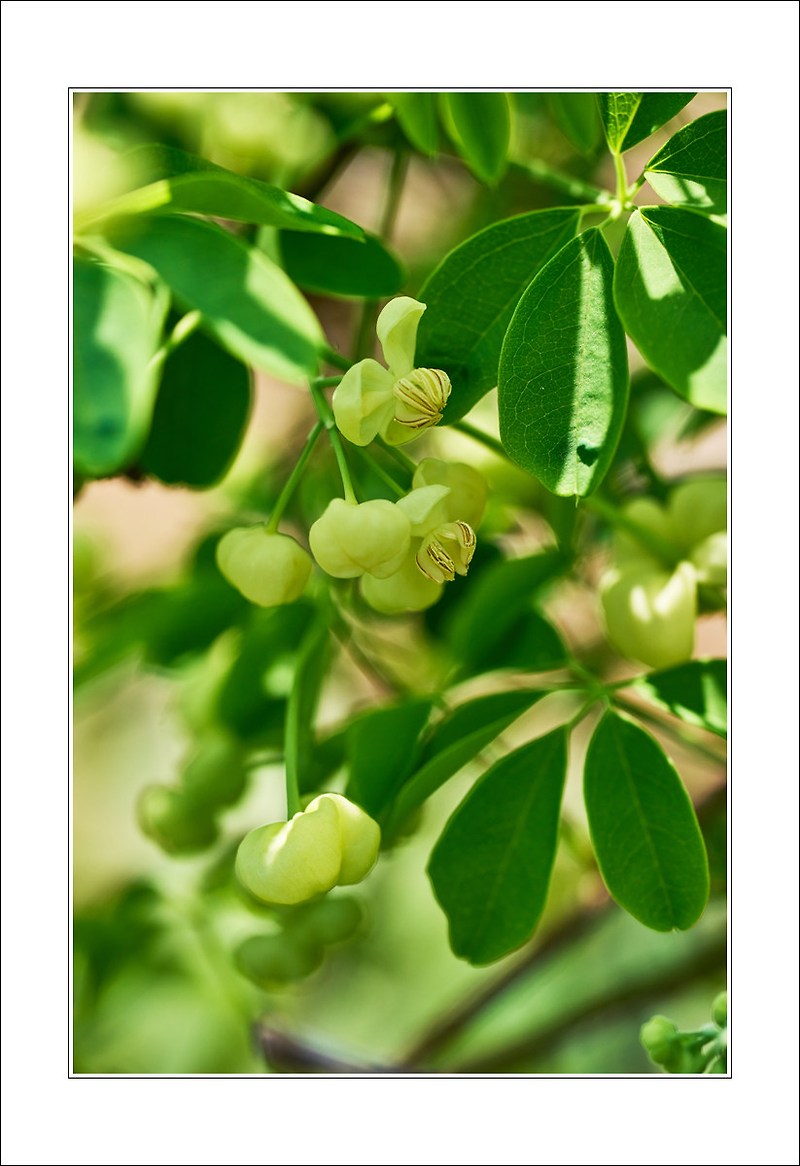 우경섭의 사진 이야기 :: 으름꽃..10