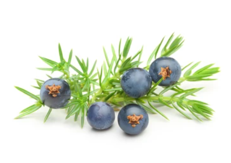 39. 쥬니퍼베리(Juniper Berry)