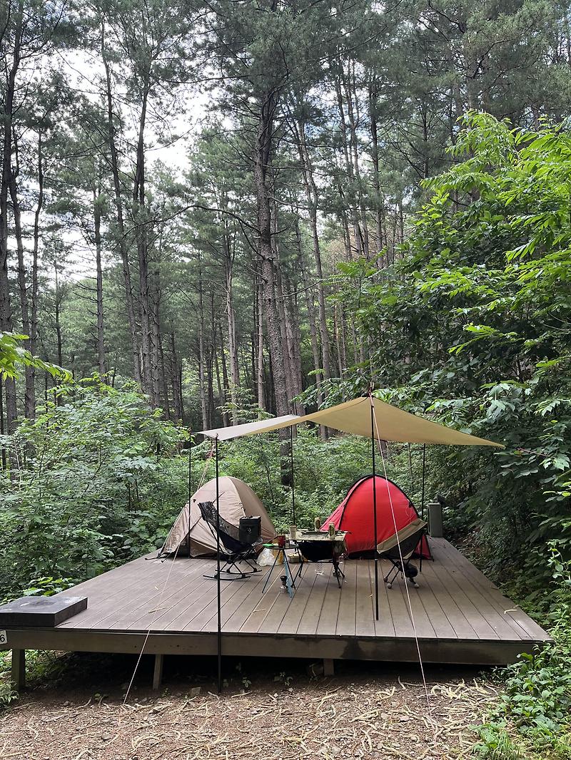 20230622***호명산잣나무숲속캠핑장