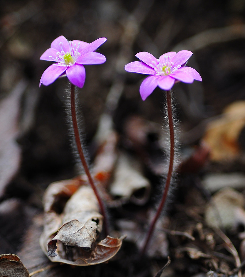 노루귀(2011. 03. 19.)(장유계곡)