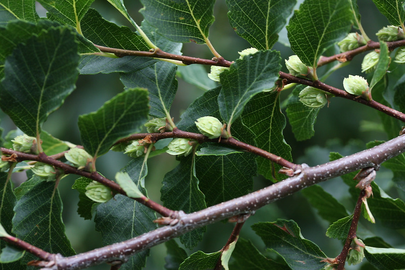 Nothofagus obliqua 'Roble Beech'(20120622)