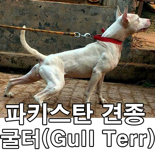 파키스탄 견종, 굴터 (Gull Terr) - 견종, 당신이 모르던 견종들