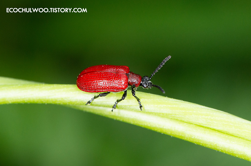 곰보긴가슴잎벌레 Lilioceris rugata
