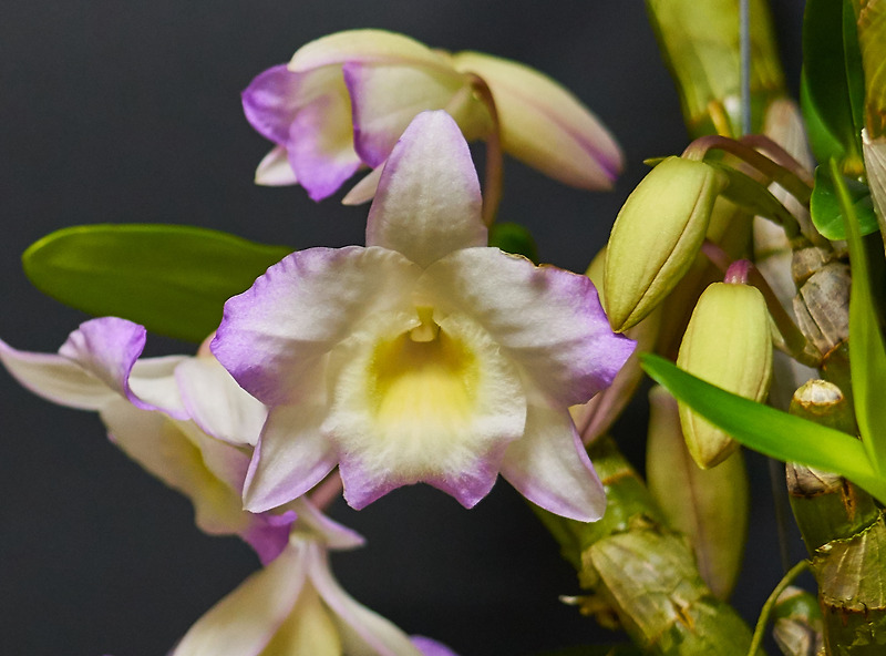 덴드로비움 요도기미(Dendrobium Yodogimi)