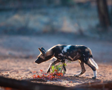 "Chasing the Wild: The African Wild Dog's Untamed Spirit"