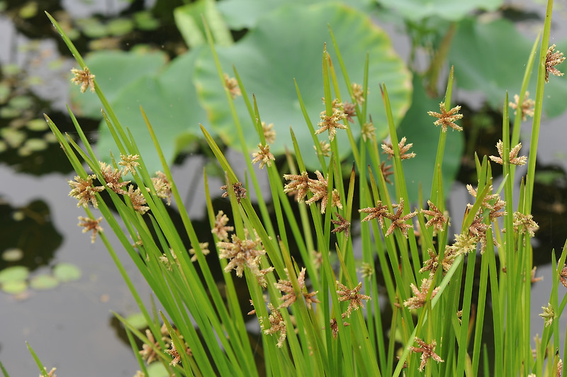 송이고랭이 Big bog bulrush