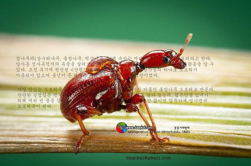 Leptapoderus rubidus 분홍거위벌레 너 죽고 나 죽자... 도토리 놓고 벌어지는 복수전