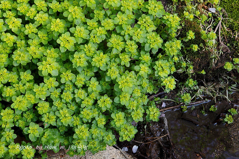 괭이눈(범의귀과 괭이눈속) Chrysosplenium grayanum Maxim.