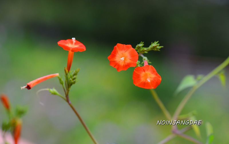 [NIJD Photo] 유홍초