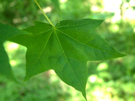 고로쇠나무 (Mono maple)