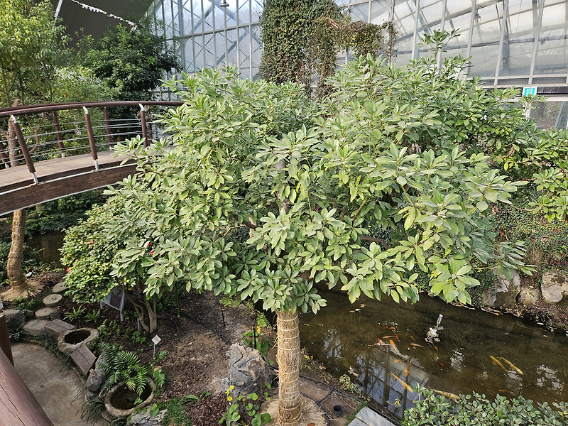 후박나무 (common machilus)