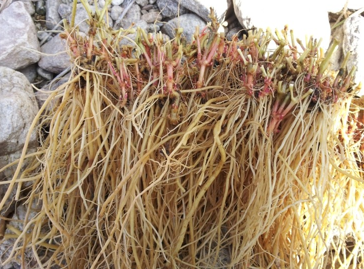 Find out the effectiveness of the roots and how to eat it