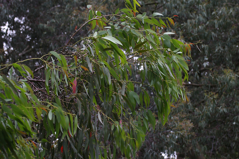 Eucalyptus perriniana 'Spinning gum' (20120622)