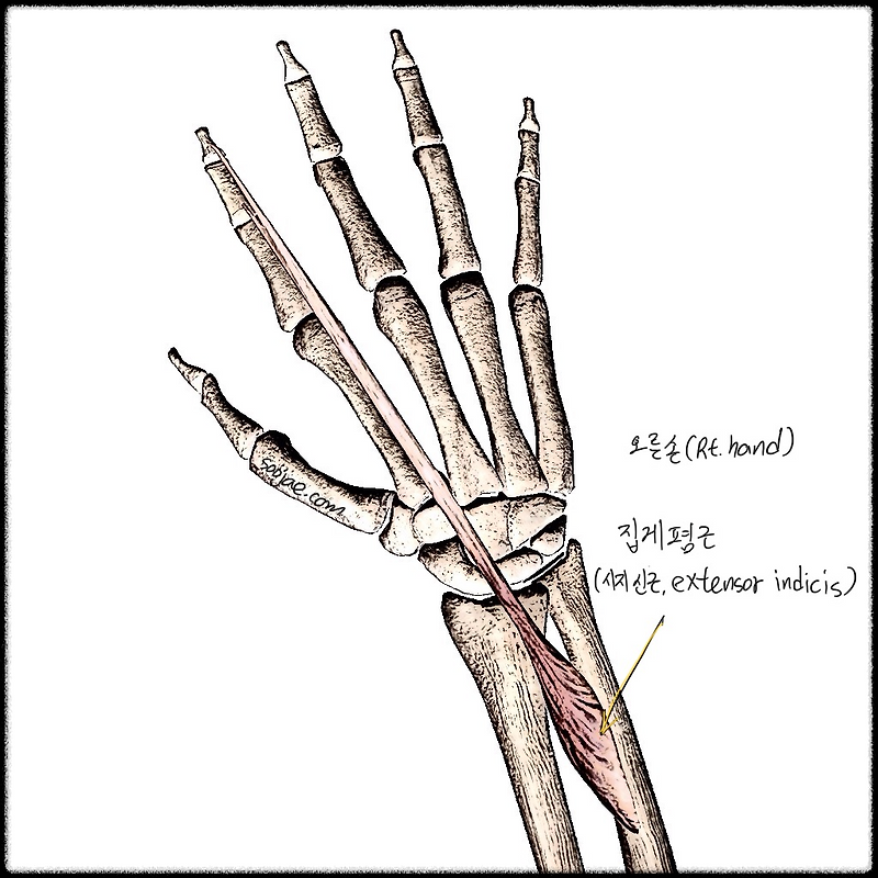 집게폄근(extensor indicis), 새끼두덩근(소지구근, hyphothenar muscles)